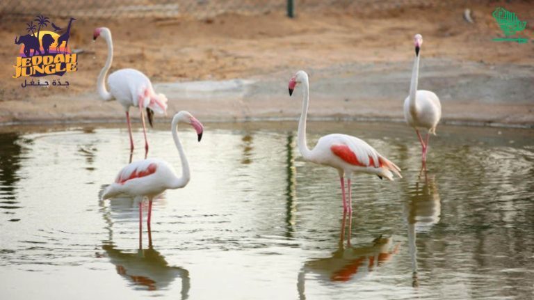 Jeddah Jungle park Saudi Arabia Ticket Price & Timing | Saudi Scoop