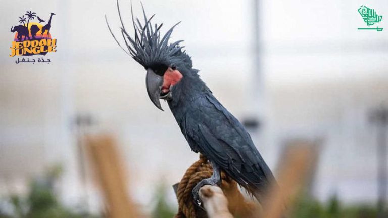 Jeddah Jungle park Saudi Arabia Ticket Price & Timing | Saudi Scoop