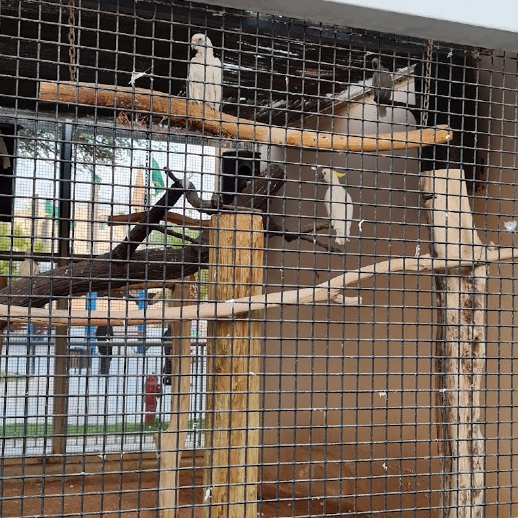 Riyadh Zoo Timings, Location, Entry Fee & Animals | Saudi Scoop