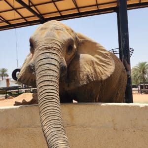 Riyadh Zoo Timings, Location, Entry Fee & Animals | Saudi Scoop