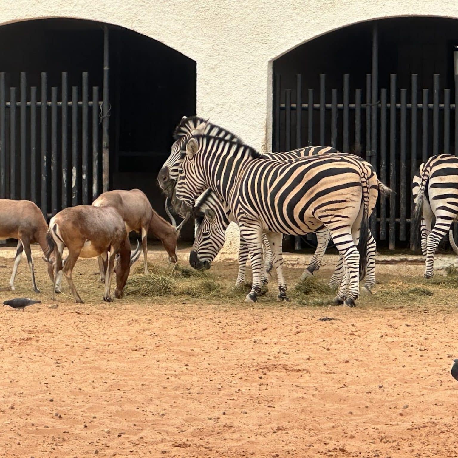 Riyadh Zoo Timings, Location, Entry Fee & Animals | Saudi Scoop